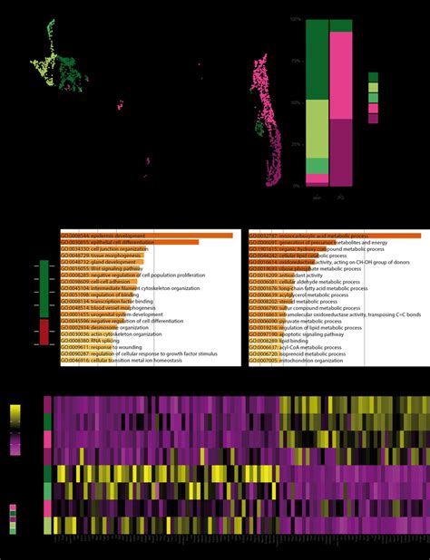 Subclustering Of Sebocytes And Gene Ontology Analysis A Analysis Of