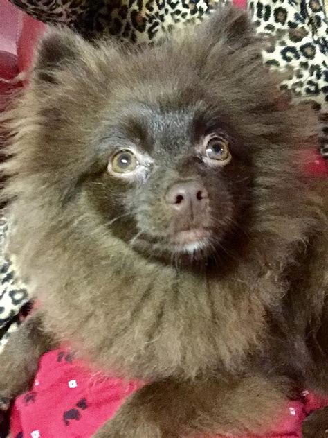 Charlie Brown 1 Photograph By Karen Gillette Fine Art America