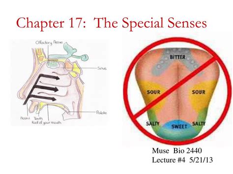 Ppt Chapter 17 The Special Senses Powerpoint Presentation Free