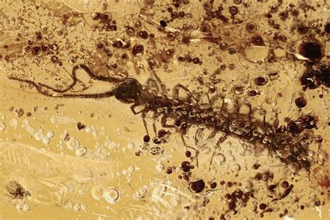 Large Detailed Fossil Stone Centipede Lithobiidae In Baltic Amber