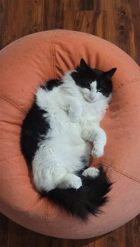 Bonnie Bean Bag Belly Rcatbellies