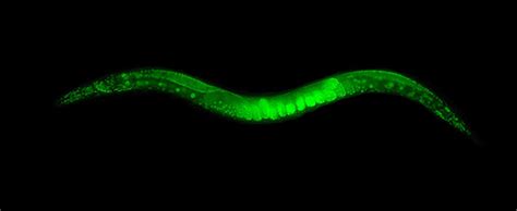 C Elegans The Tiny Worm That Transformed Science And Won Nobel Prizes