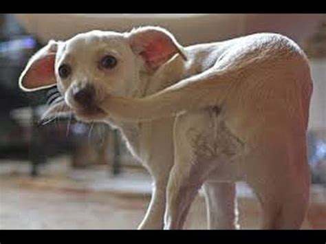 Cats And Dogs Chasing Tails Funny And Cute Animal Compilation Youtube