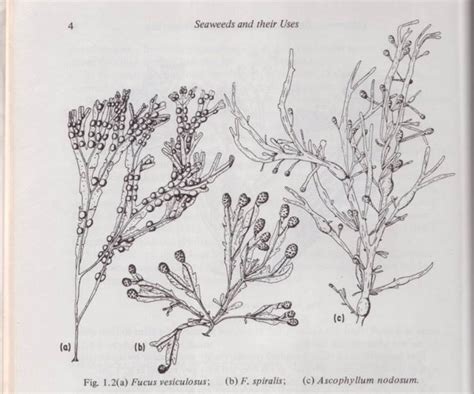 Algae Diagram Quizlet