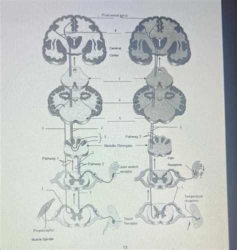 Solved Tips For Reading The Chart A Single Neuron In Both Chegg Com