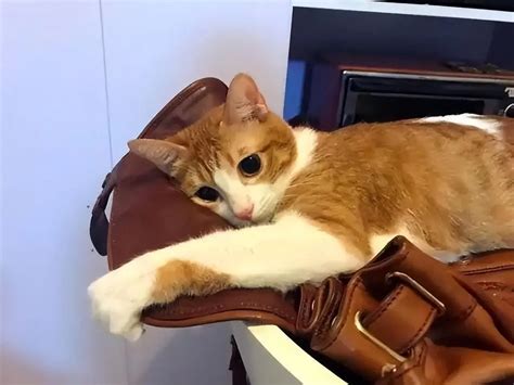 猫咪如果出现这6种行为，说明它缺乏母爱了，现在知道还不晚！ 喵百科 上亦科技