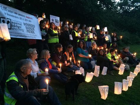 Badger Cull Bg 01 Somerset Badger Group