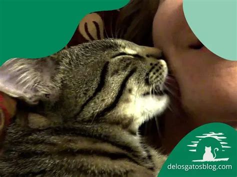 ¿por Qué Los Gatos Acicalan A Los Humanos Todo Explicado