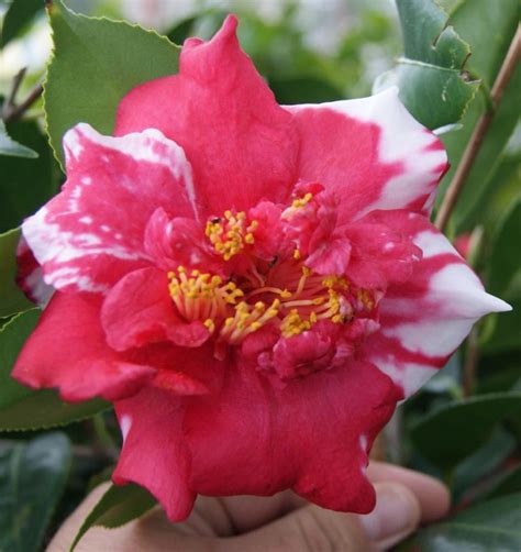 Camellia Grafting Class Saturday January 18th Gardening In The Panhandle