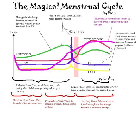Estrogen Progesterone Cycle
