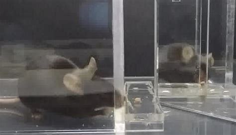 Cholecystokinin Facilitates Motor Skill Learning By Modulating Neuroplasticity In The Motor