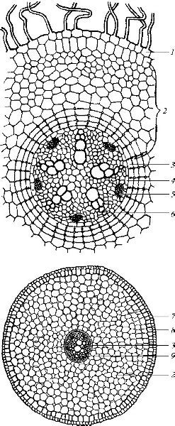 Korijen Hrvatska Enciklopedija