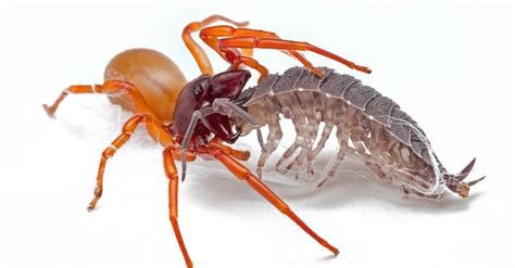 Pill Bug Spider