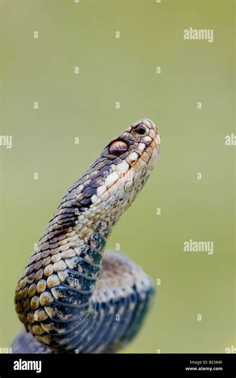 Female Adder Hi Res Stock Photography And Images Alamy