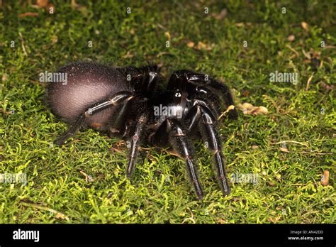 Sydney Funnel Web Spider Atrax Robustus These Spiders Are Renowned