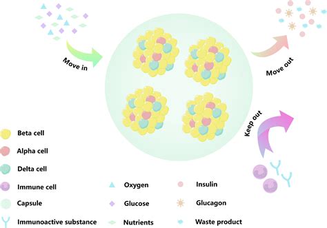 Frontiers Islet Encapsulation New Developments For The Treatment Of