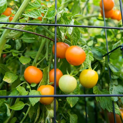 The Best Way To Support Tomato Plants