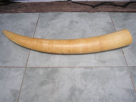 Art Shop Abu Malang Gading Gajah