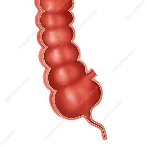 Human Appendix Illustration Stock Image F Science Photo Library