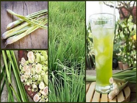 লেমন গ্র্যাস এর উপকারিতায় দ্রুত বর্ধমান এর উত্পাদন