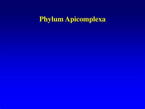Ppt Phylum Apicomplexa Powerpoint Presentation Free Download Id 1193653