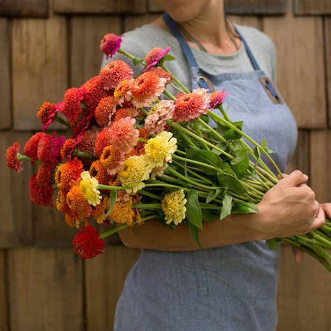 Zinnia Bouquet