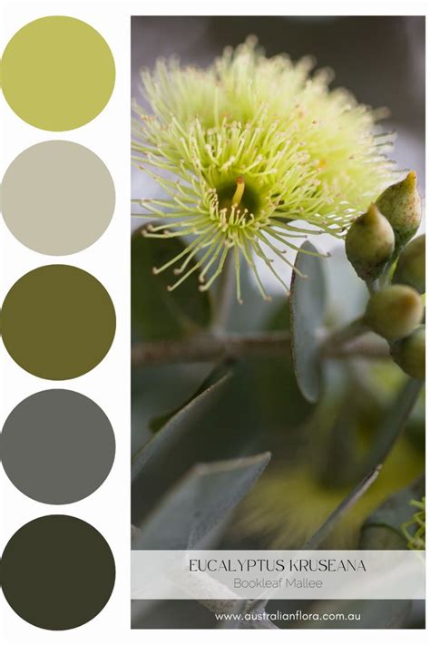 Eucalyptus Colour Palette Australian Flora Australian Flora