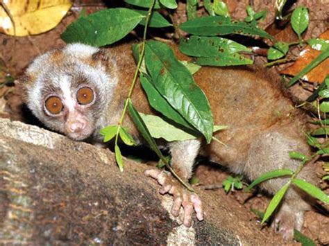 Cu Li K Ng Ng Y Kh Ng Ch N Khoahoc Tv