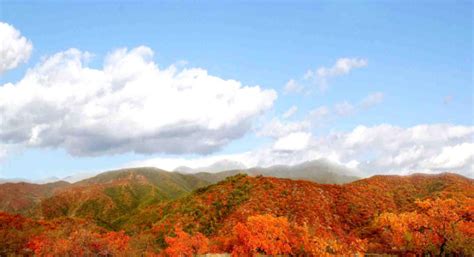 “济源红了！”游济源文旅集团·王屋山景区赏漫山红叶 知乎