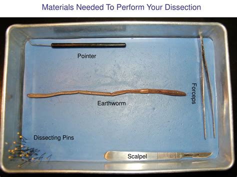 Ppt Earthworm Dissection Powerpoint Presentation Free Download Id