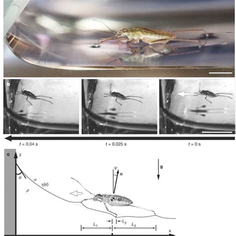 Meniscus Climbing By The Larva Of The Waterlily Leaf Beetle The Beetle Download Scientific