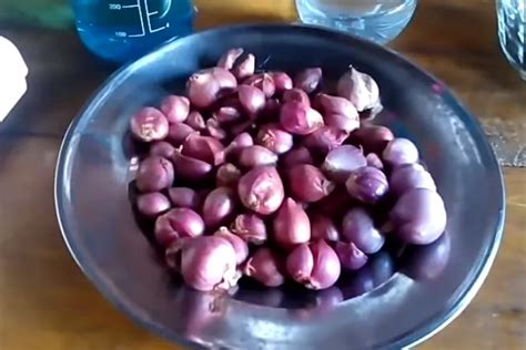 Ajaib Hanya Dengan 5 Siung Bawang Merah Yang Dicampur Air Tanaman
