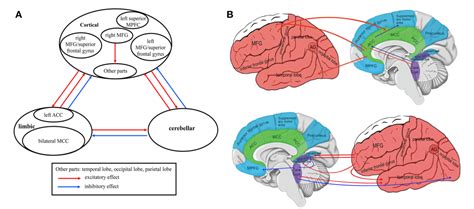 Figure 1 From Bidirectional Causal Connectivity In The Cortico Limbic