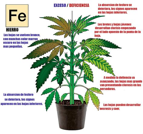 Excesos Y Carencias En La Marihuana Florprohibida