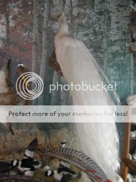 Peacock Mounts For Sale New Jersey Hunters