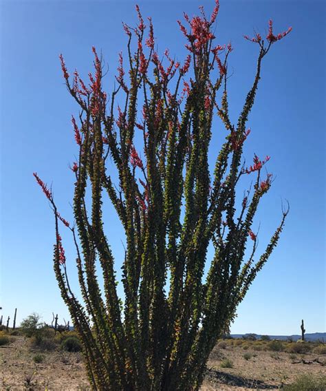 Ocotillo Plant Close Up