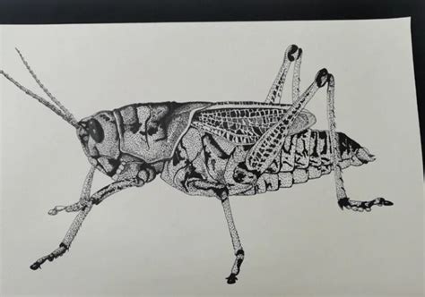 How To Draw A Grasshopper In 7 Easy To Follow Steps Dooduko Easy Step By Step Drawing For