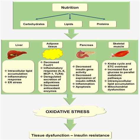 Nutrition Mediates Oxidative Stress At The Metabolic Tissue Level