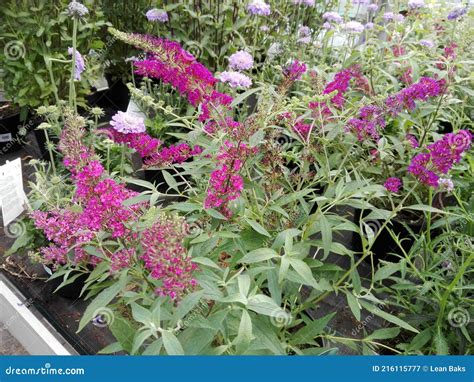 Buddleja Buzz Hot Raspberry Stock Image Image Of Buddleja Raspberry 216115777