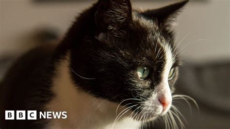 Rspca Appeal As Kitten Dies After Being Thrown From Car Window R