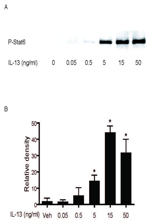 Concentration Dependent Effect Of Il 13 On Stat6 Phosphorylation Hasm