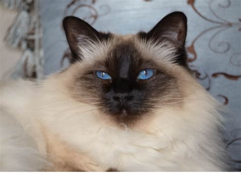 8 Striking Colorpoint Cat Breeds And Color Patterns