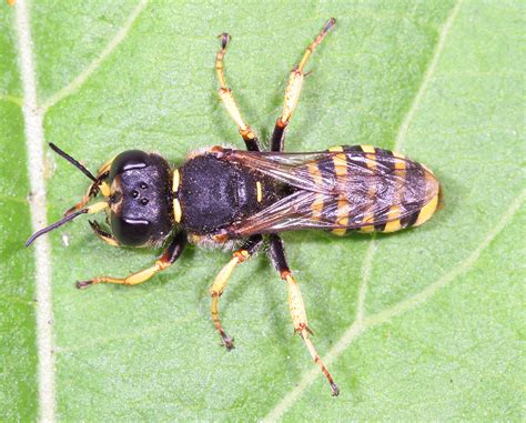 Ectemnius Sexcinctus Bwars