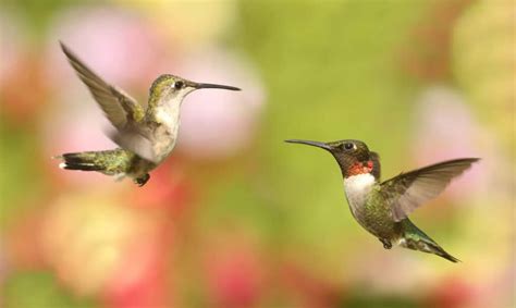 The Unexpected Gender Gaps In The Science Of Birds