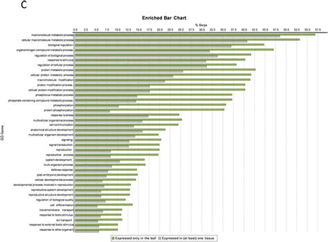Leaf Specific Genes Heat Map Of Leaf Specific Genes A The Go Term