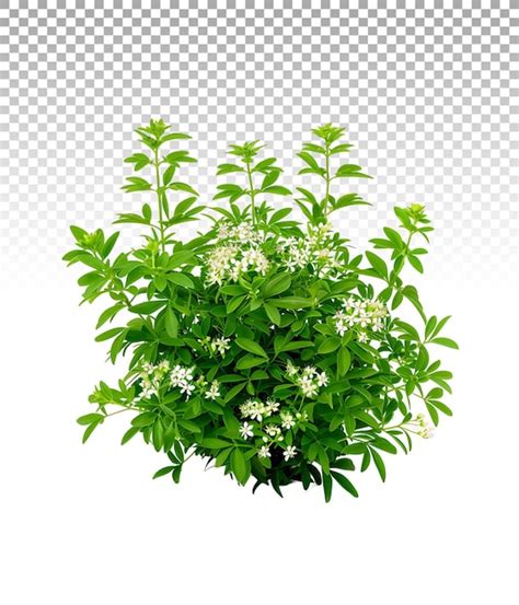 Page 10 No Background Shrub Plant Images Free Download On Freepik