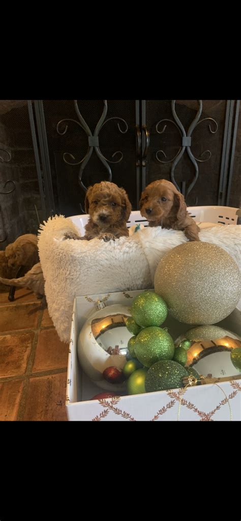 Cocker Poo F1b For Sale Cambridgeshire Forever Puppy