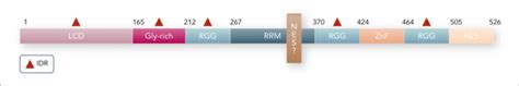 Protein Domains In Fus The Fus Folded Domains Are Rrm Znf Zinc