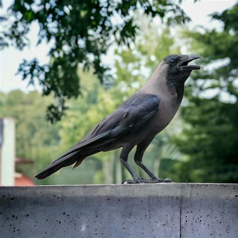 Premium Photo Crow Animal Crow Background Best Background Hd Wallpaper Hd