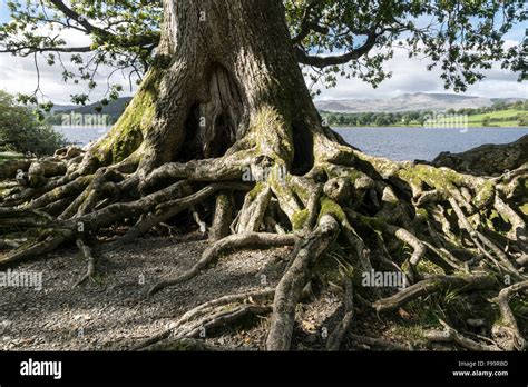 Live Oak Tree Root System Captions Update Trendy